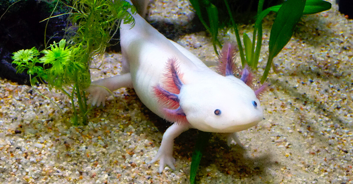 Elemental Impurities: ICH Q3D